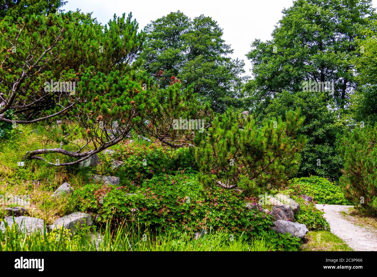 alpine slide in a garden with pine dwarf trees Stock Photo - Alamy
