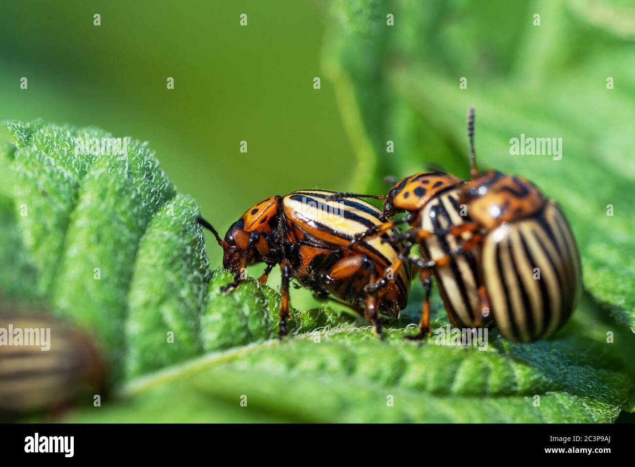 Colorado potato beetle eats potato leaves. Agricultural insects pests ...