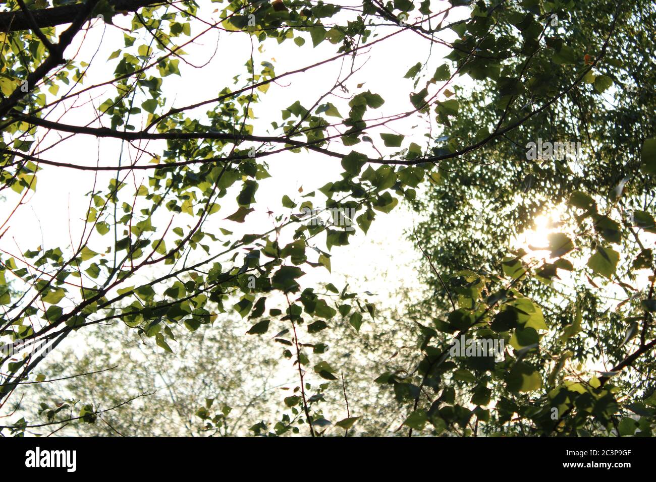Low angle shot of the branches of the trees in a forest captured during ...