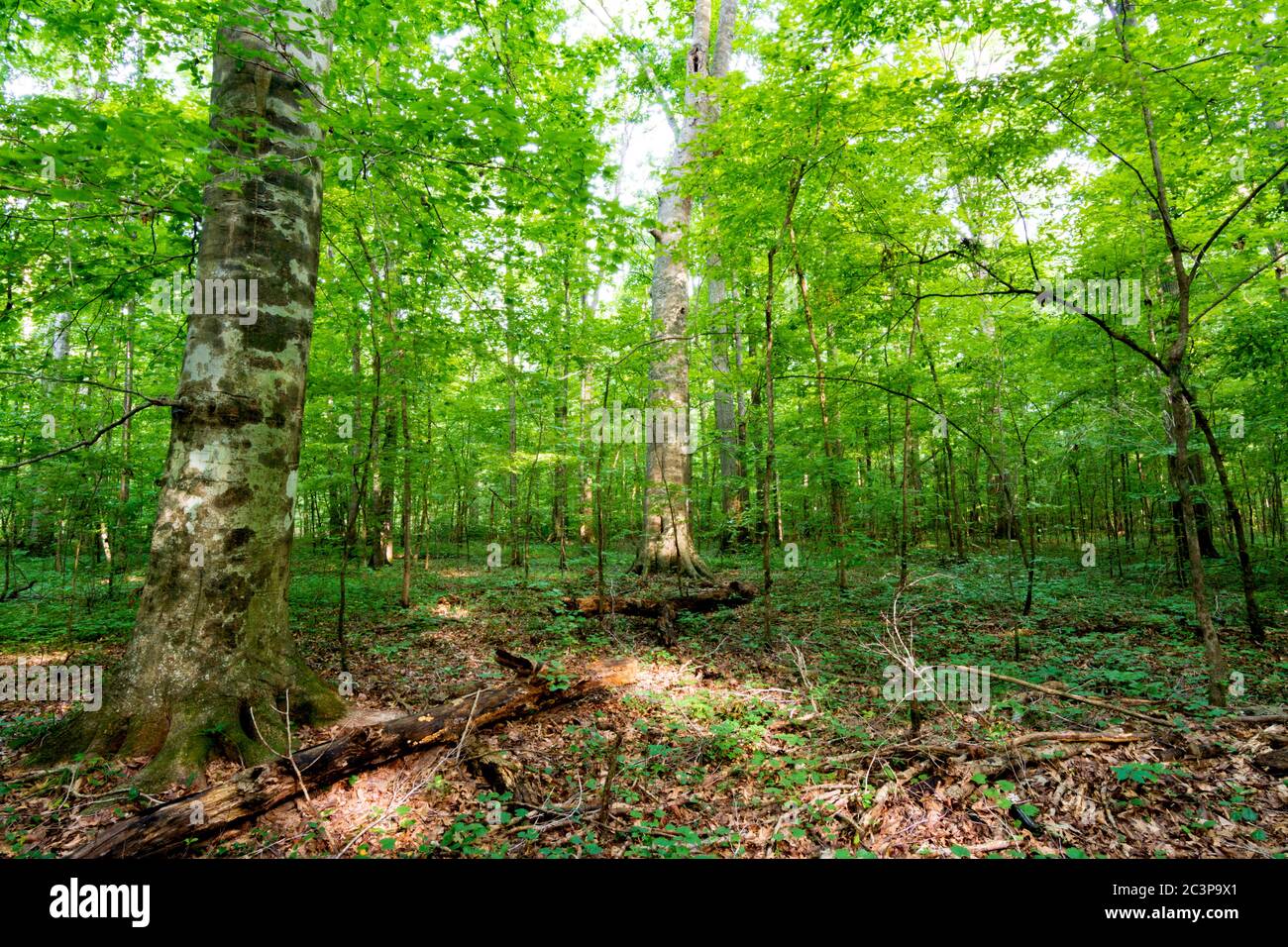 Deciduous tree forest green with summer foliage Stock Photo - Alamy