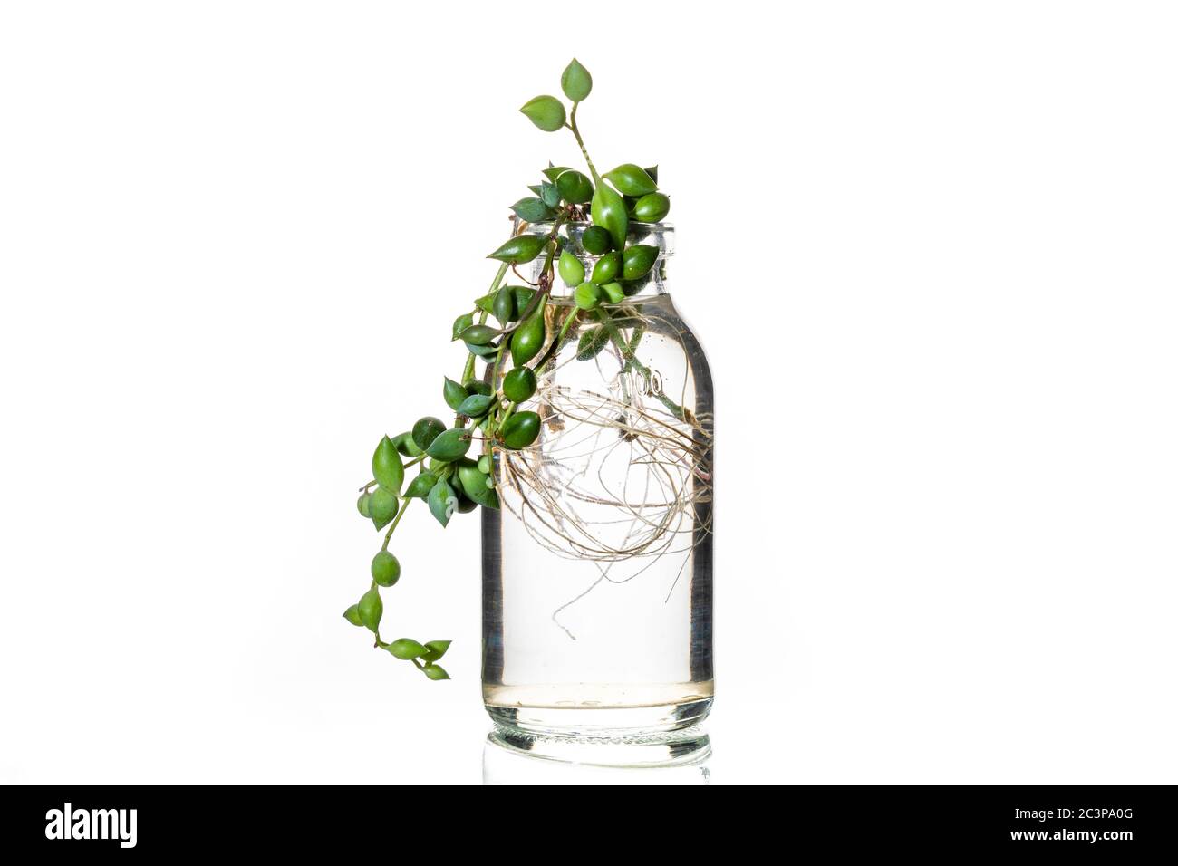 Propagation of String of Tears in clear bottle on white background ...