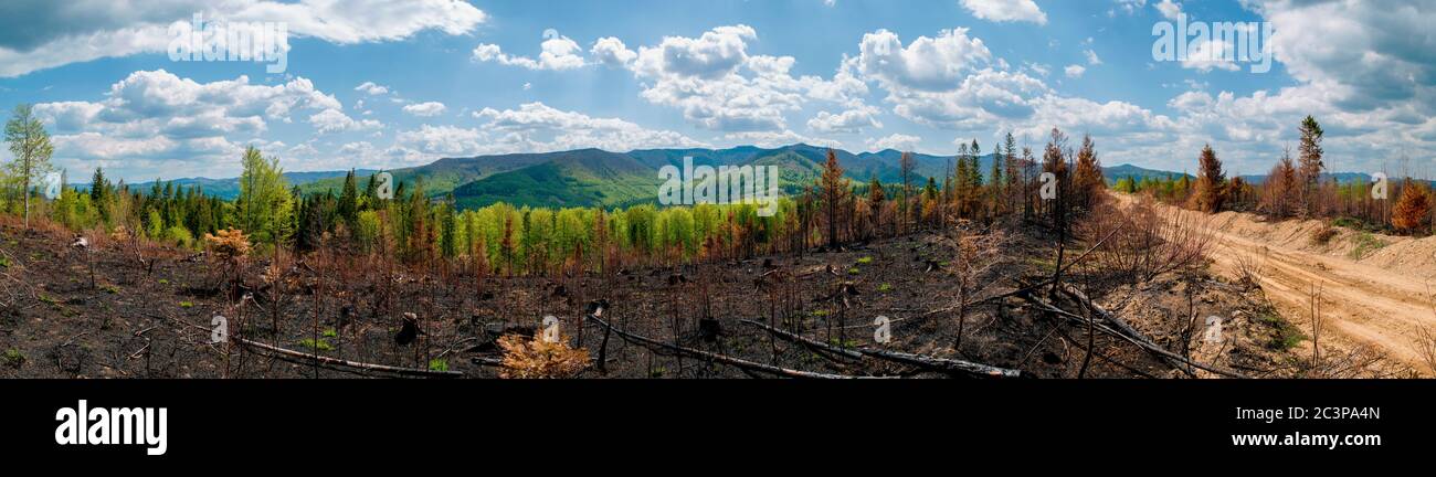 Dead trees after forest fires hi-res stock photography and images - Alamy