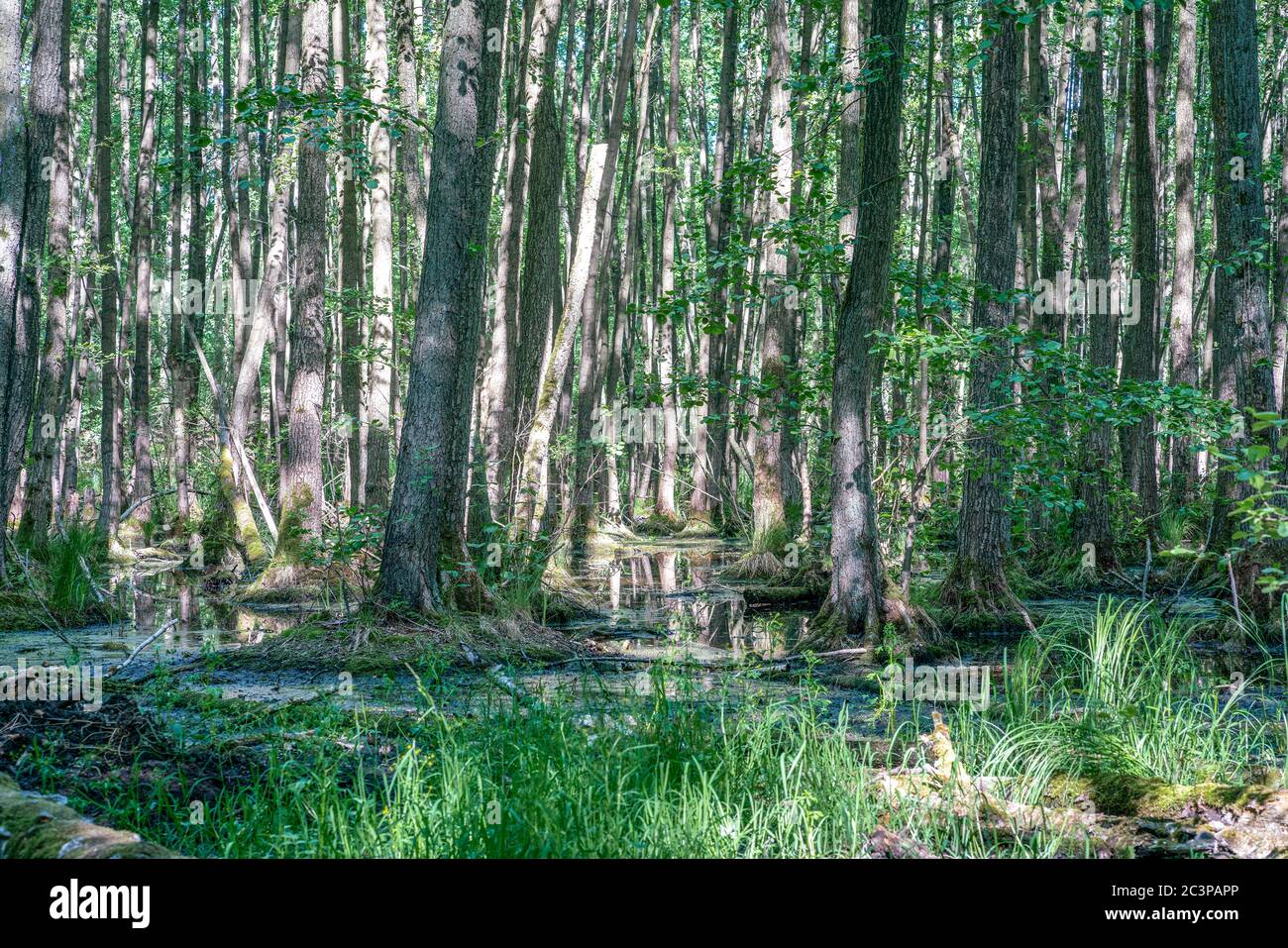 Fresh water marsh plants hi-res stock photography and images - Alamy