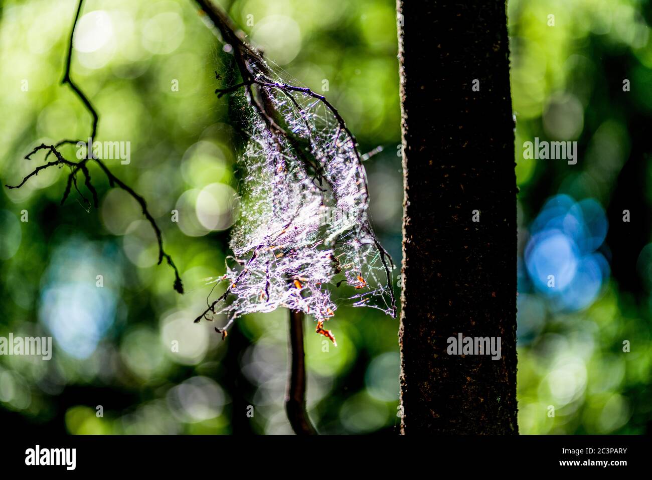 A fragile cobweb moving gently in a summer breeze in a lush green ...