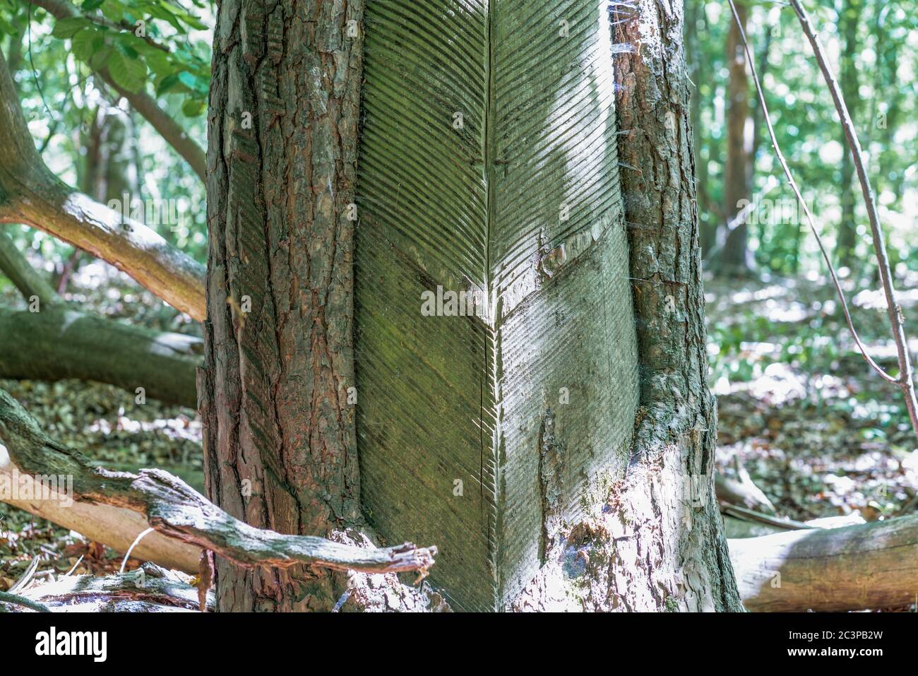 Turpentine tree hi-res stock photography and images - Alamy