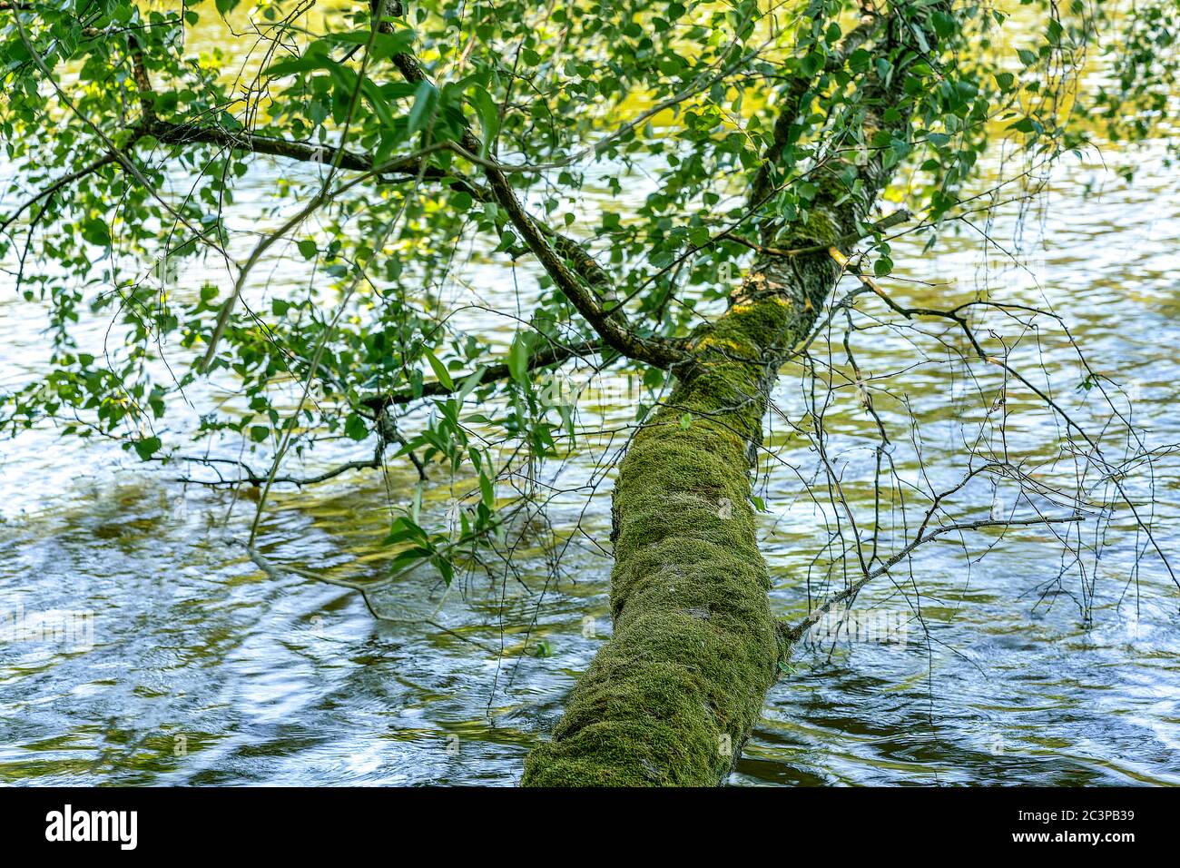 A birch tree trunk overgrown with green moss protruding running water ...