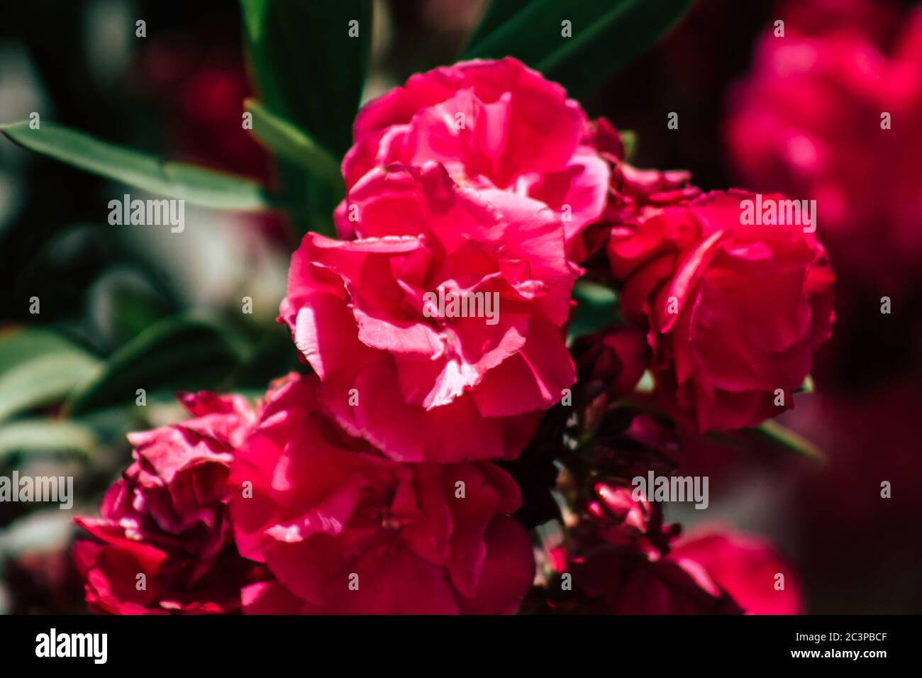 Closeup of colorful flowers growing in the public garden of Limassol in ...