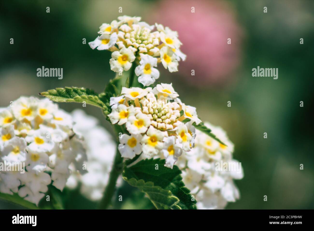 Closeup of colorful flowers growing in the public garden of Limassol in ...