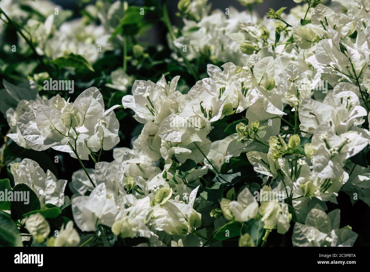 Closeup of colorful flowers growing in the public garden of Limassol in ...