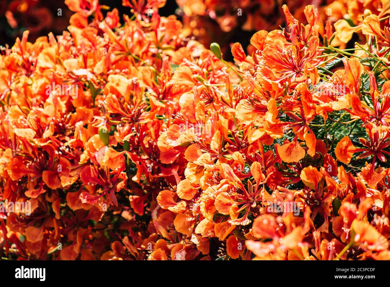 Closeup of colorful flowers growing in the public garden of Limassol in ...