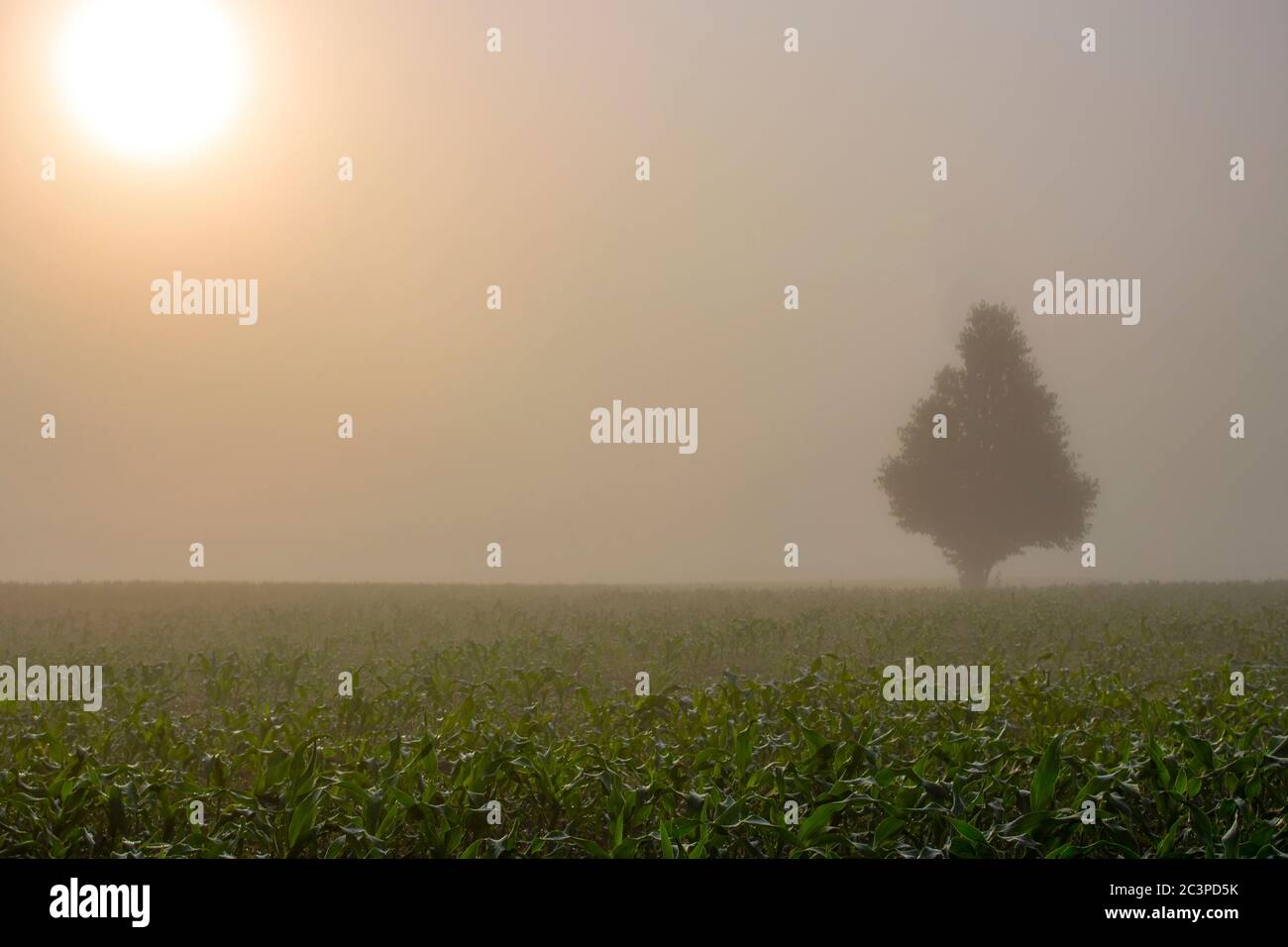 Corn field in fog and sunrise hi-res stock photography and images - Alamy