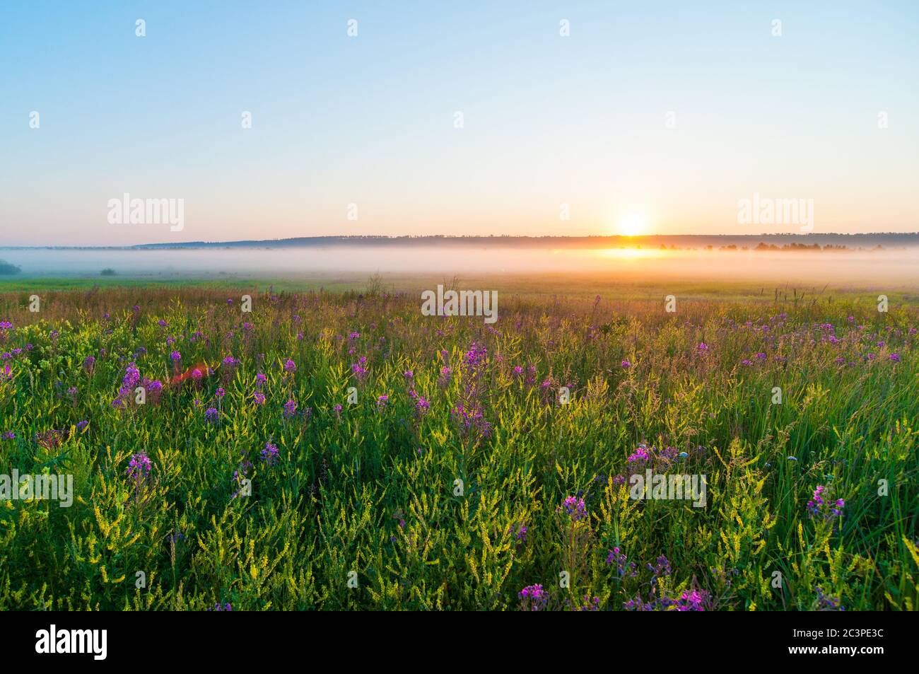 Wildflower mist sun hi-res stock photography and images - Alamy