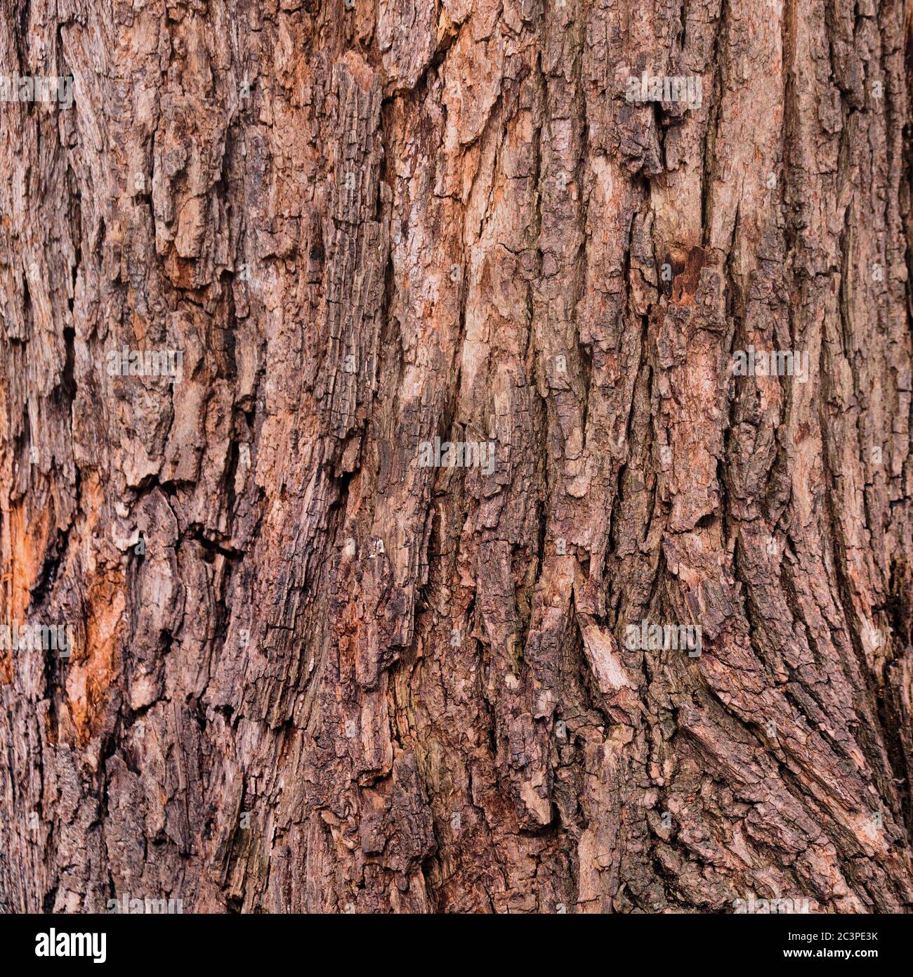Closeup of old weather beaten tree bark texture background pattern ...