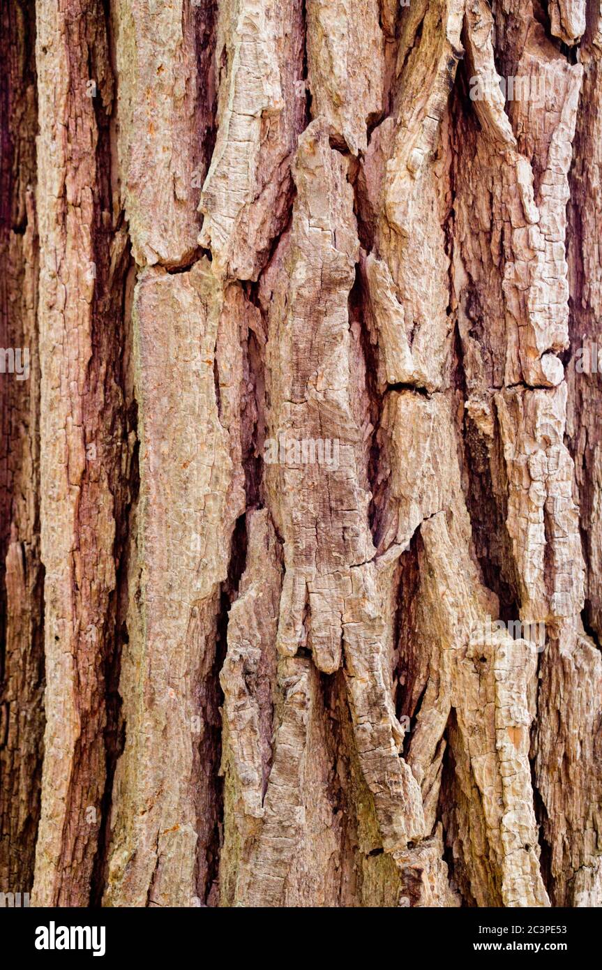 Weather beaten tree hi-res stock photography and images - Alamy