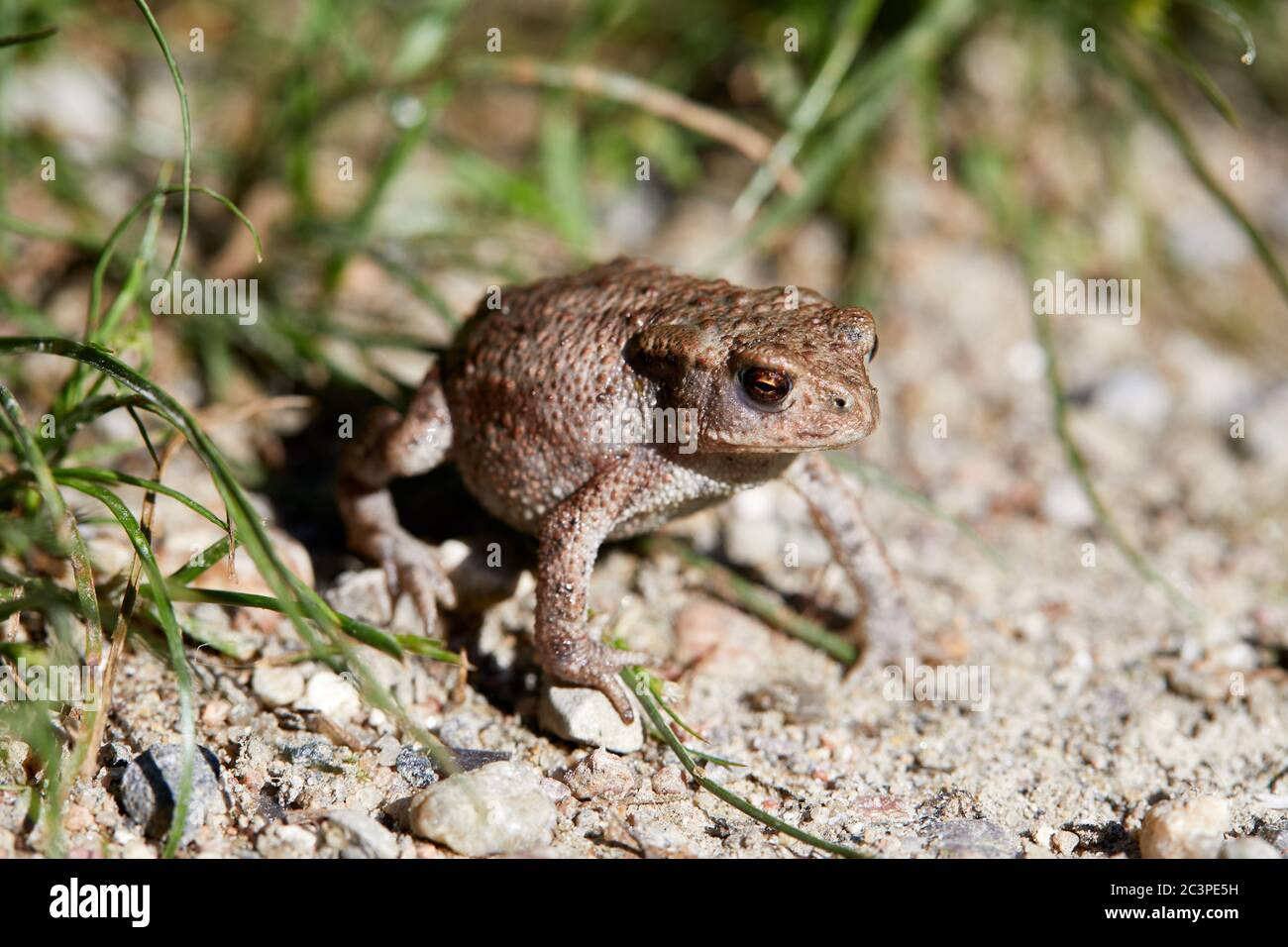 Young common toad (Bufo bufo), about 3 cm long; Denmark Stock Photo - Alamy