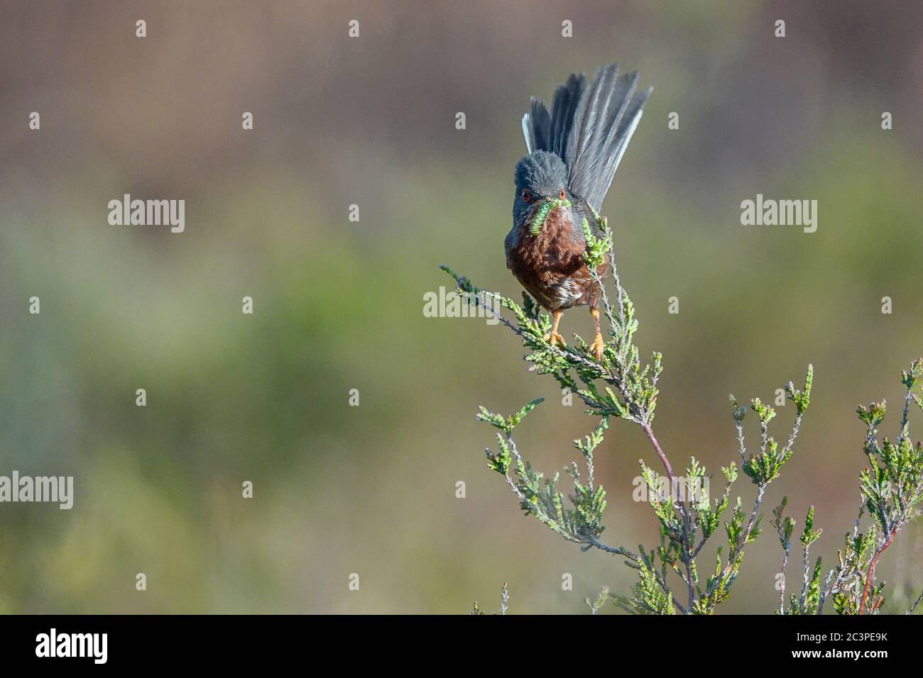 Thursley Common, Elstead. 21st June 2020. Sunshine and a strong wind ...