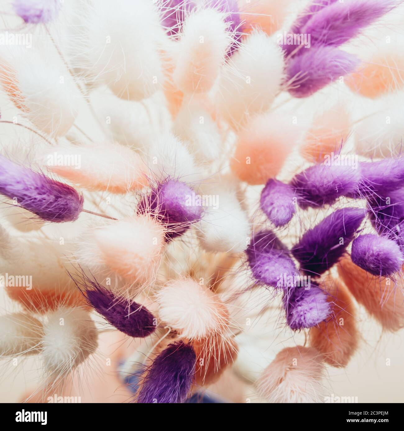 Rabbit Tail Grass Dried Flowers Bouquet Stock Photo - Alamy