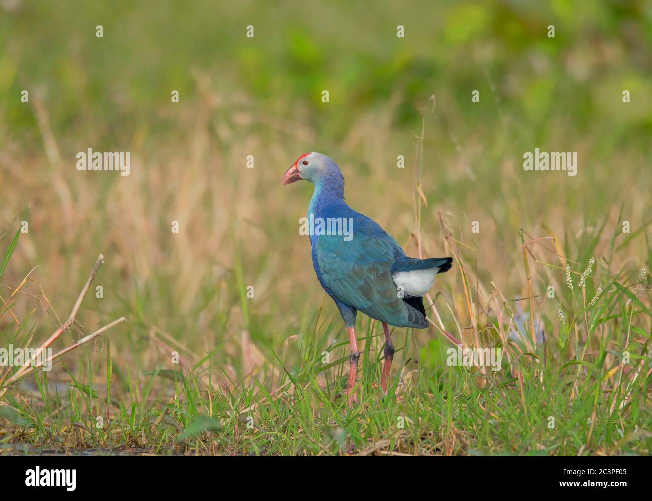 A wild blue bird moving alone in the green wetland for collecting food ...