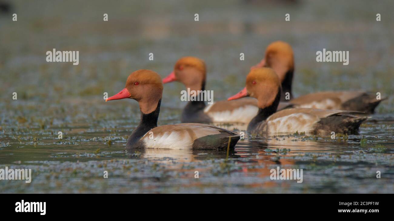 Wild birds are moving and seaching food at the lake water at morning ...