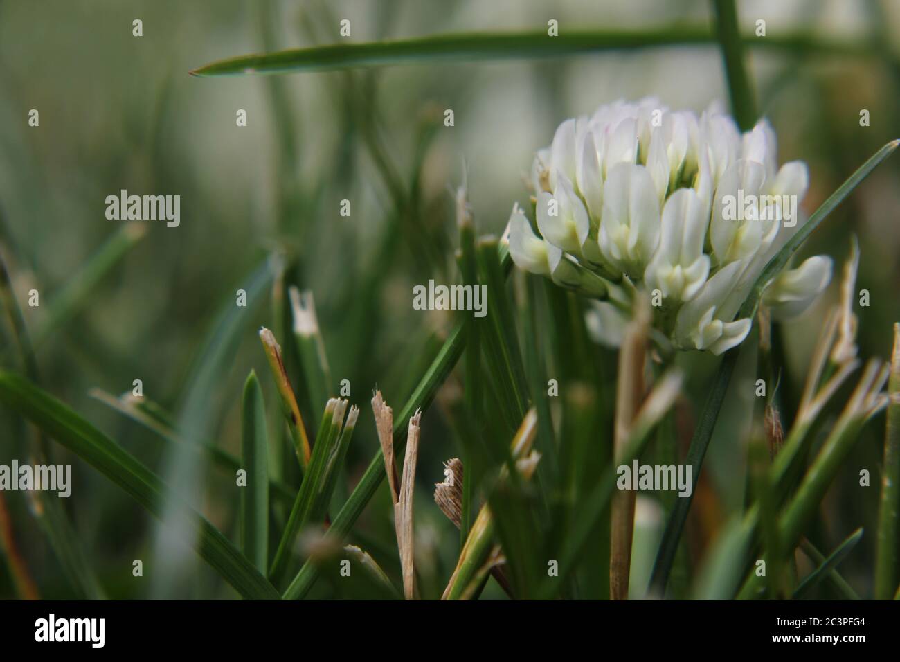 Purple dutch clover hi-res stock photography and images - Alamy
