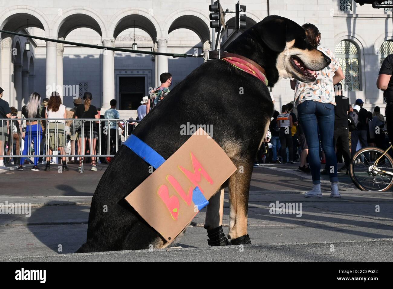 LOS ANGELES, USA. JUNE 19 2020: A dog wears a Black Lives Matter sign ...