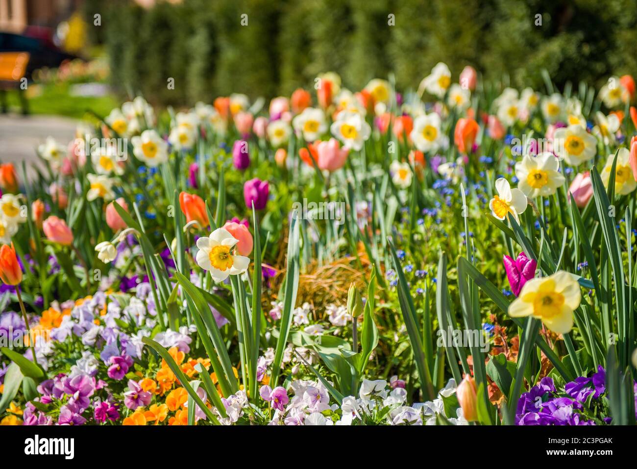Side view of beautiful spring garden with daffodils, tulips, lilacs and ...