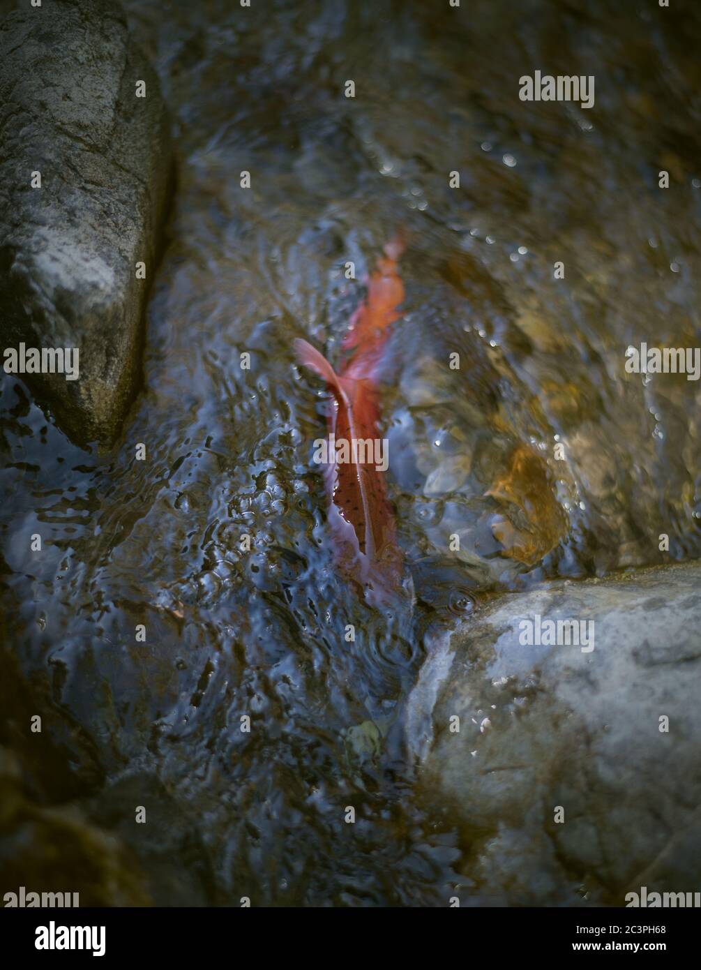 Vertical high angle shot of a goldfish swimming in a stream of water ...
