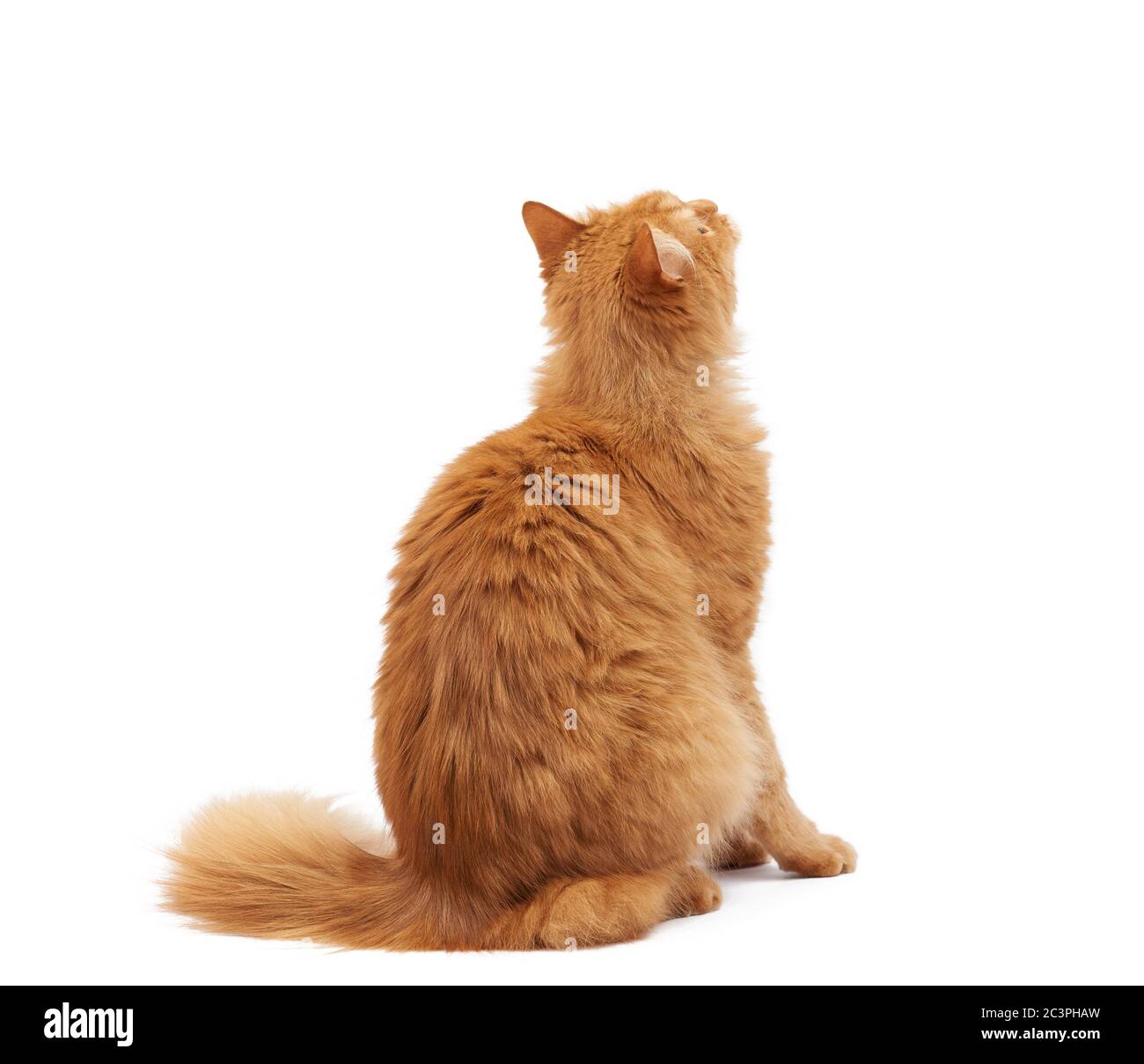 adult fluffy cat sits with its back to the camera and looks up, the ...