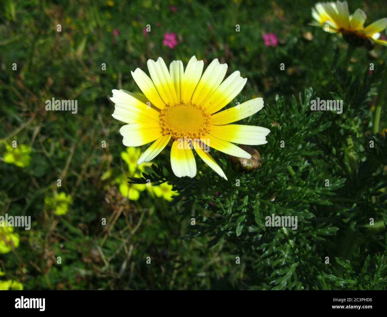 Selective focus shot of the Crown Daisy flower blooming captured in ...
