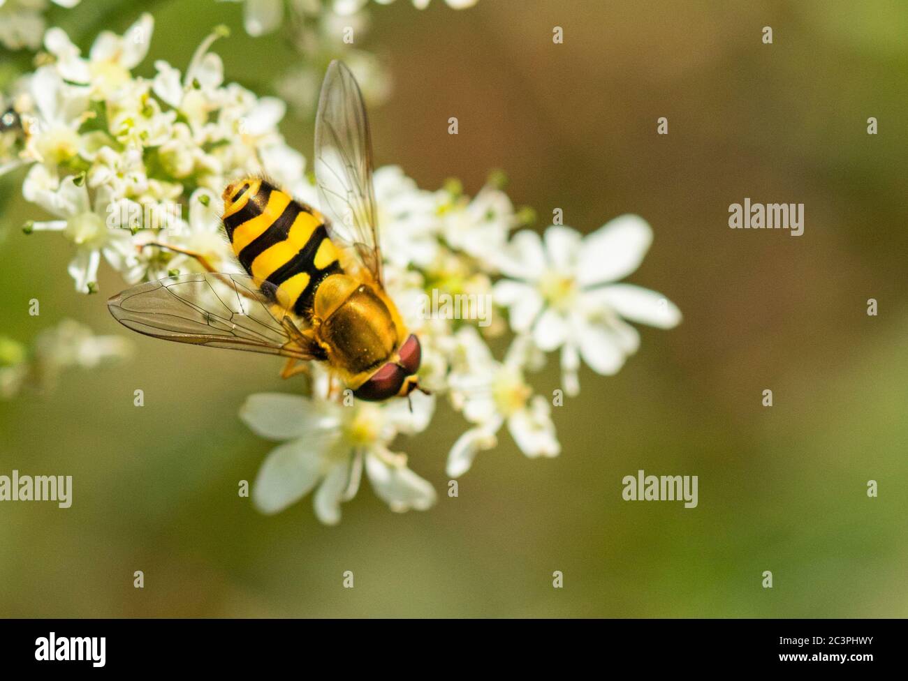 Insect british hi-res stock photography and images - Alamy