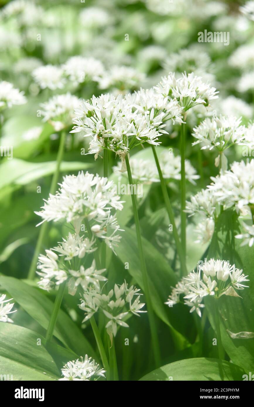 Wild Garlic flowers, Allium Ursinum in woodland, Wiltshire, England ...