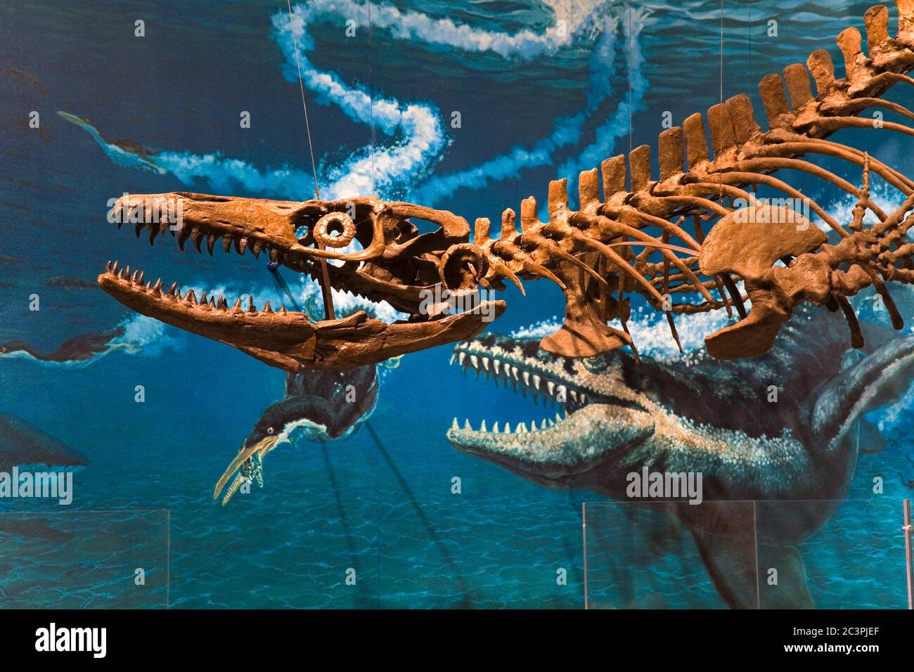 Mosasaurs skeleton hi-res stock photography and images - Alamy