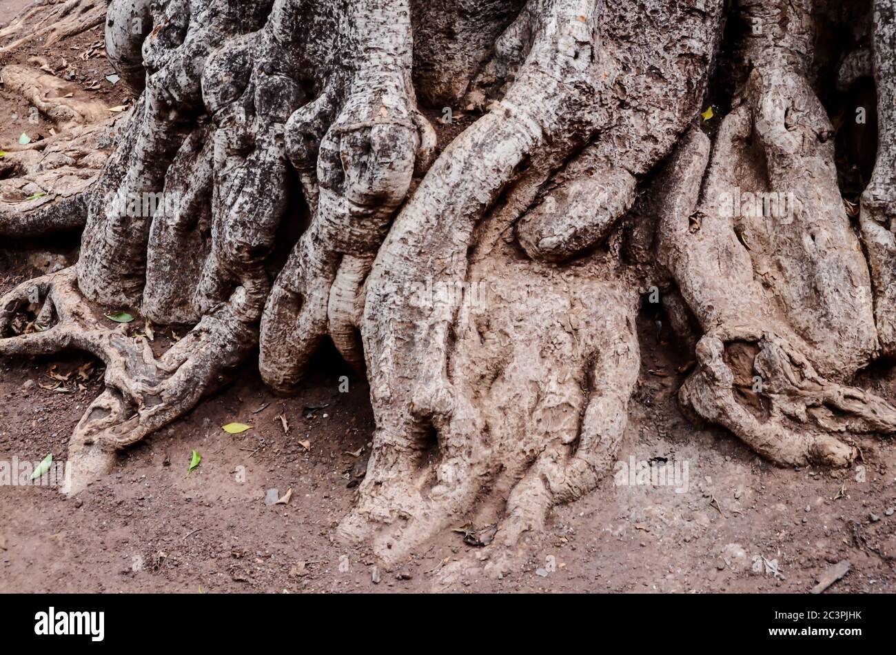 Root of the Tree in the Ground Stock Photo - Alamy