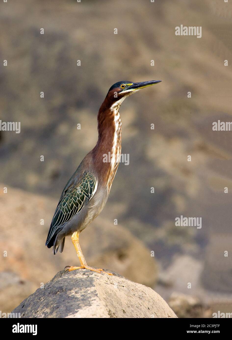 Heron on the rock hi-res stock photography and images - Alamy
