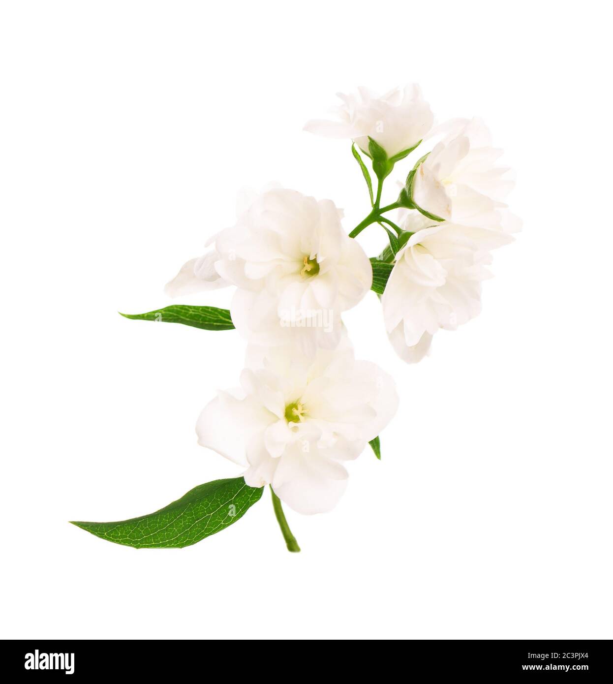 Jasmine flowers isolated on white background. Jasmine branch Stock ...