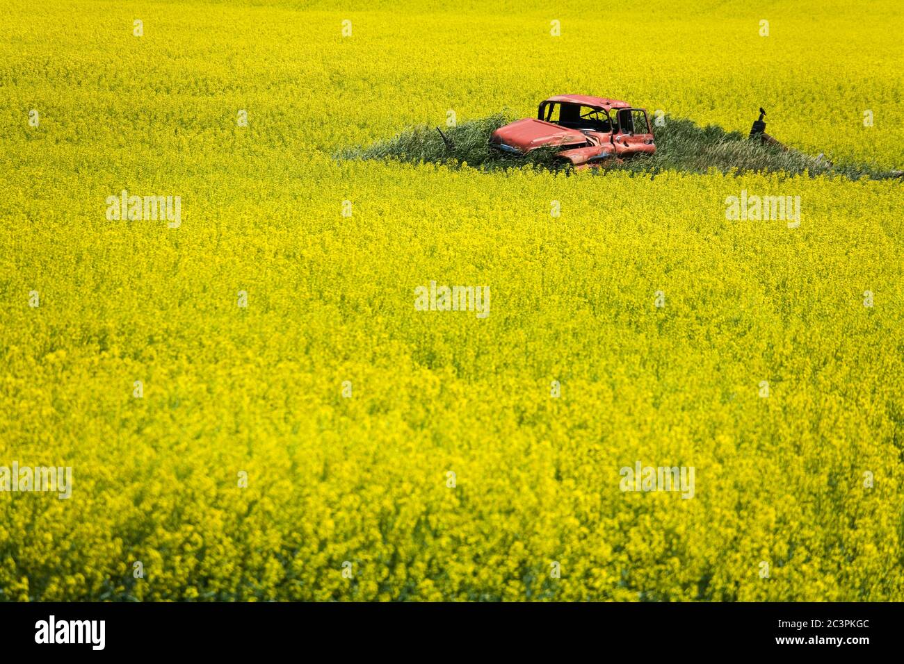 Field of Canola on the Enchanted Highway, Regent, North Dakota, USA ...