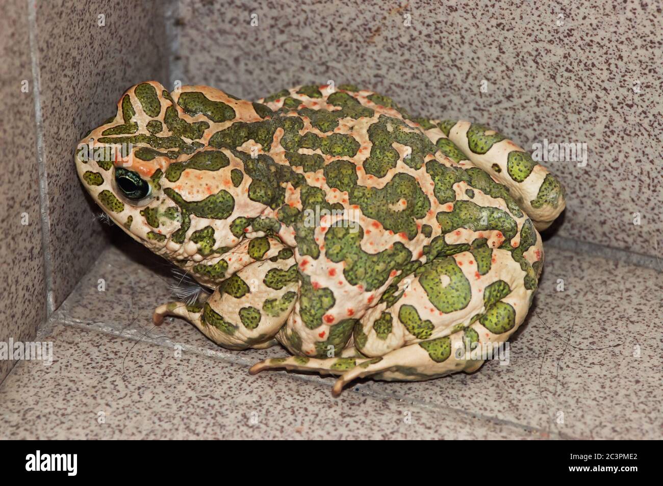 Big Ugly Frog Common European Toad Bufo Stock Photo - Alamy