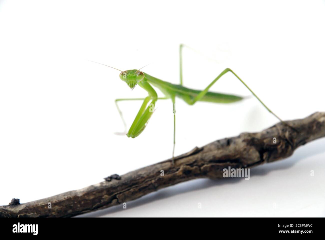 Mantis on the wooden stick hi-res stock photography and images - Alamy