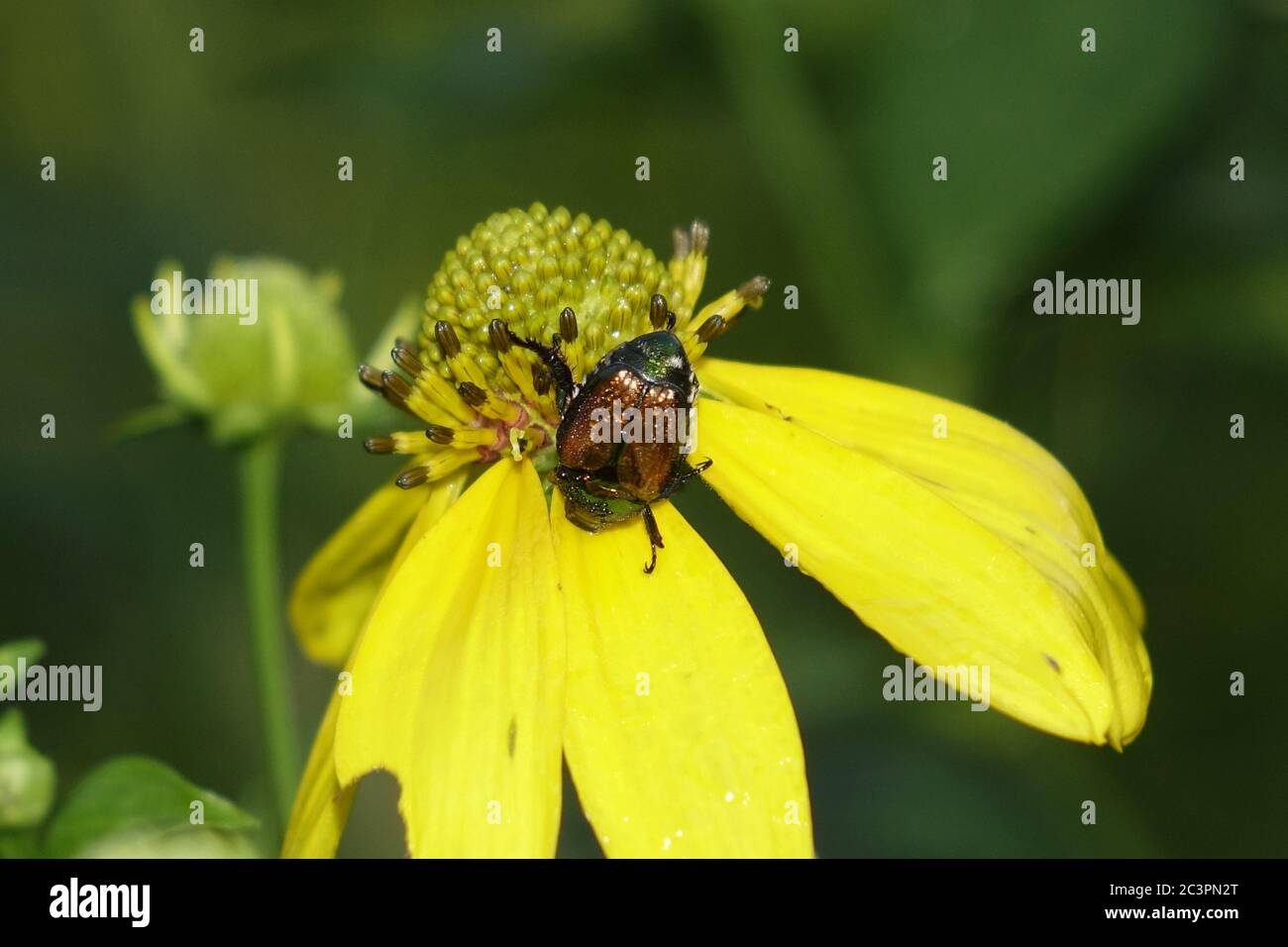 Selective focus shot of a Japanese Beetle on a Jerusalem Artichoke ...