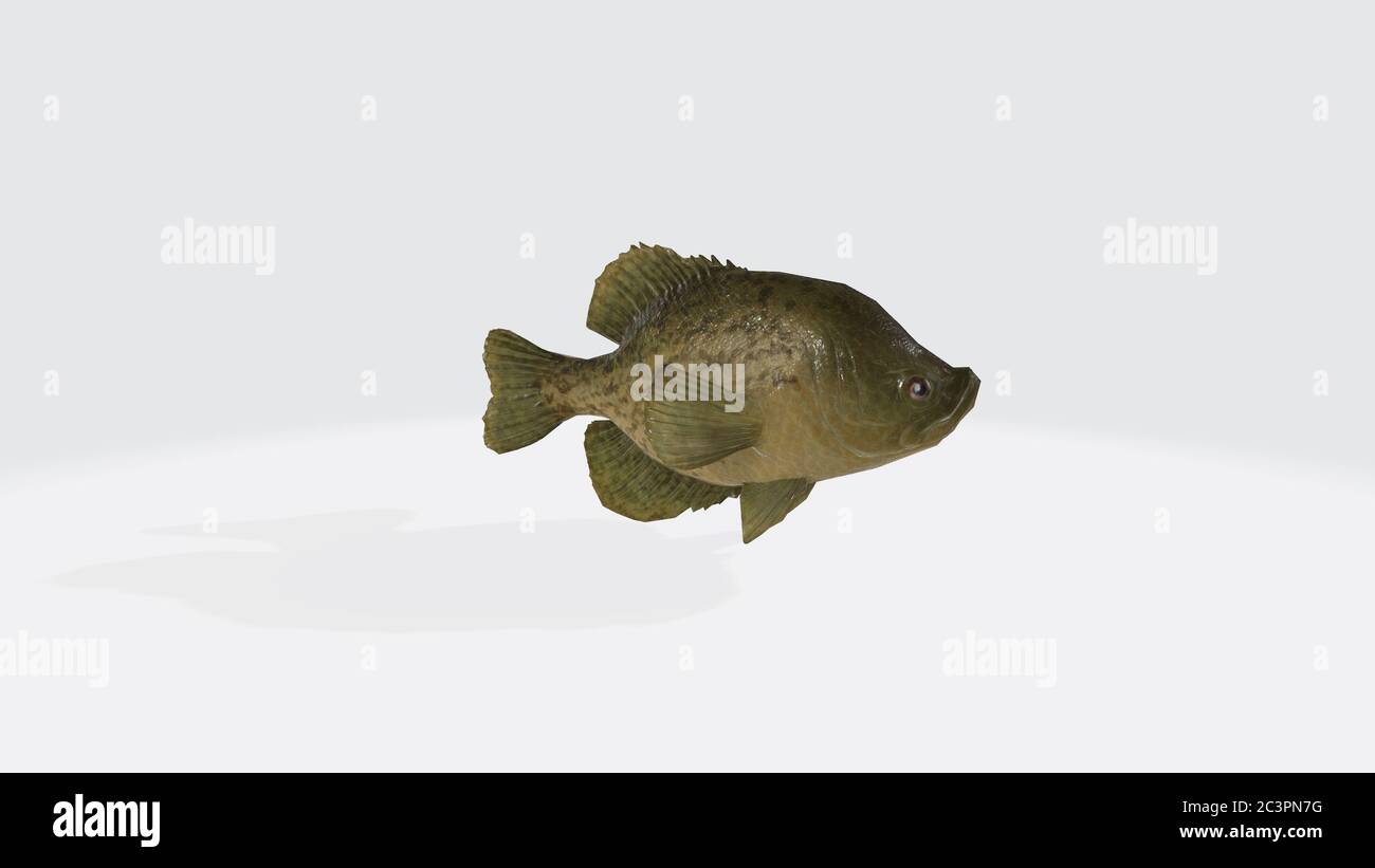 Illustration of a 3D rendering of a fish on a white background Stock ...