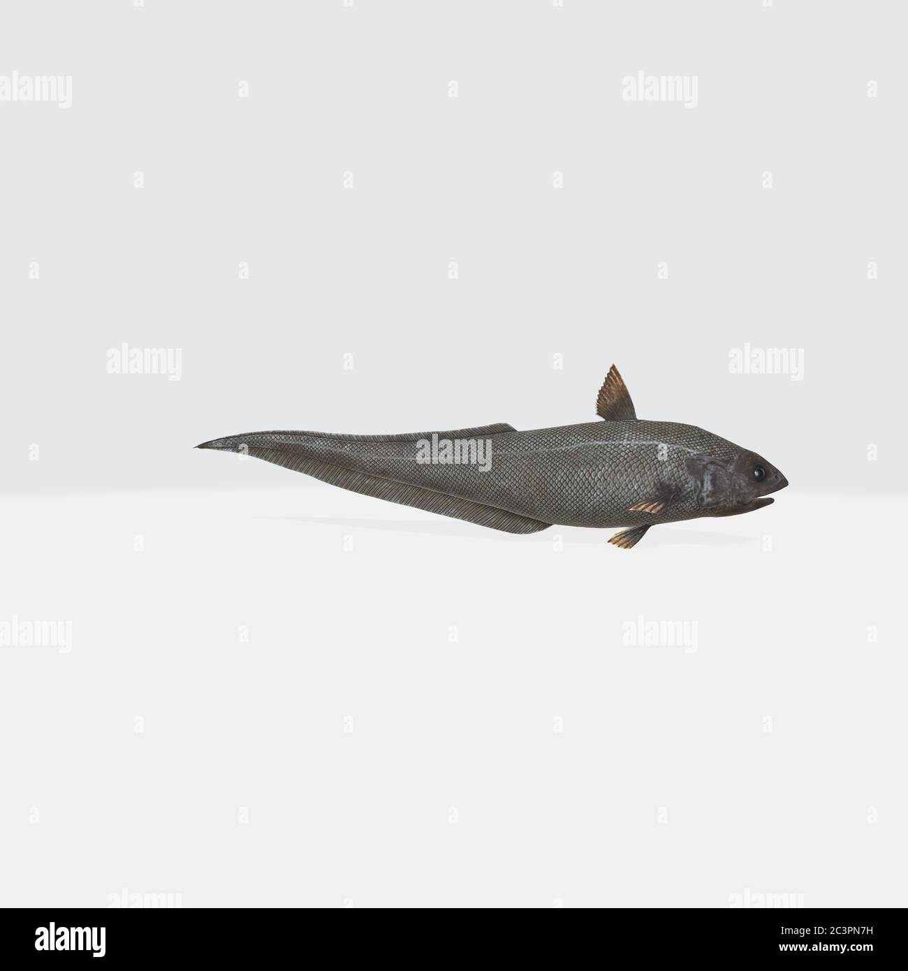 Illustration of a 3D rendering of a fish on a white background Stock ...