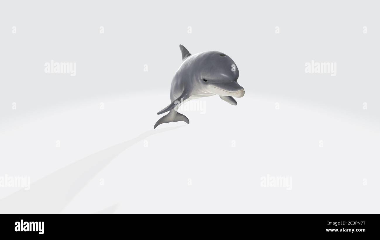 Illustration of a 3D rendering view of a dolphin on a white background ...