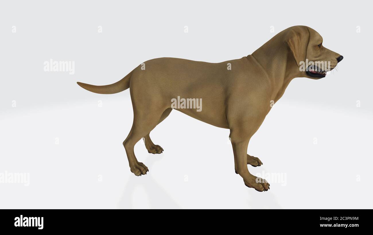 Illustration of a 3D rendering of a dog on a white background Stock ...