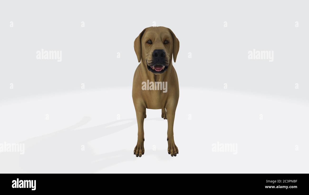 Illustration of a 3D rendering of a dog on a white background Stock ...