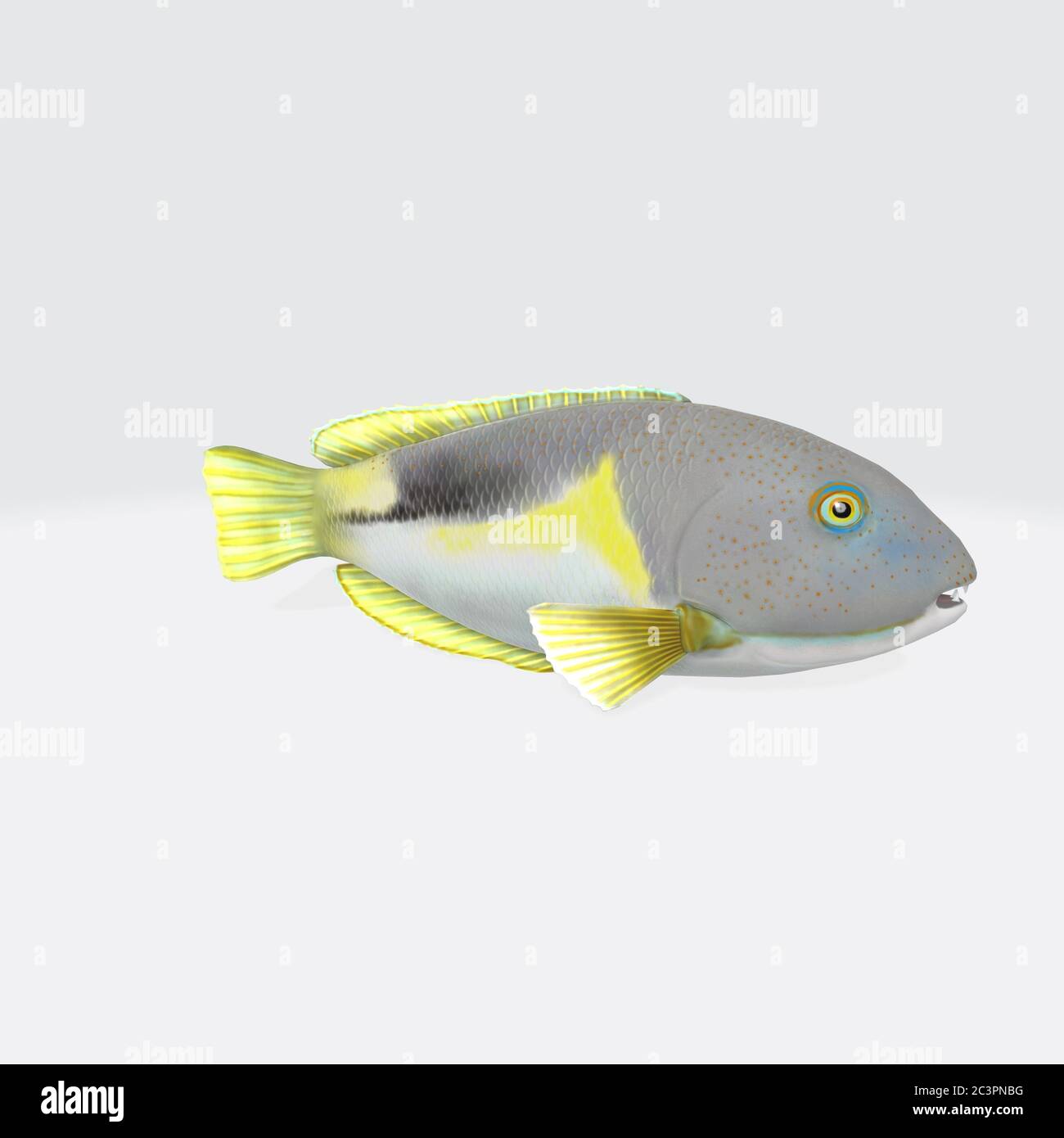 Illustration of a 3D rendering of a grey and yellow fish on a white ...