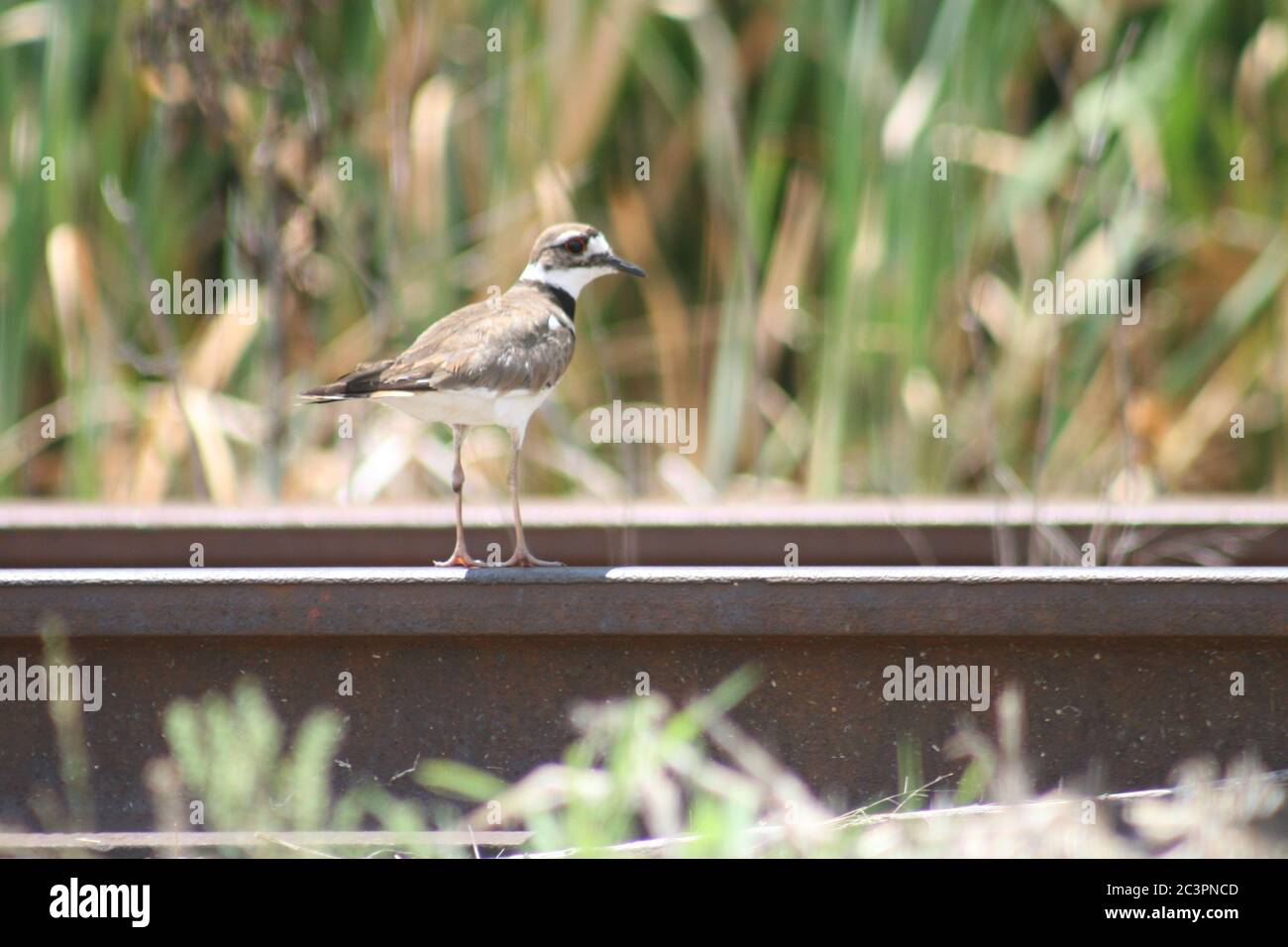 Checking tracks hi-res stock photography and images - Alamy