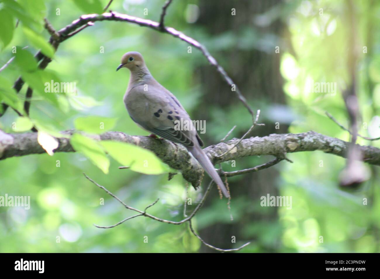 Mourning Dove on a perch Stock Photo - Alamy