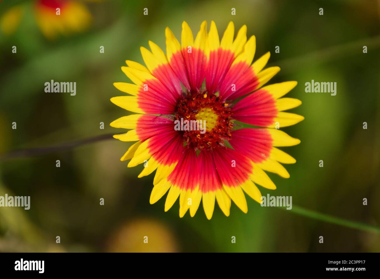 Fire wheel flower, (gaillardia pulchella) also known as Indian ...