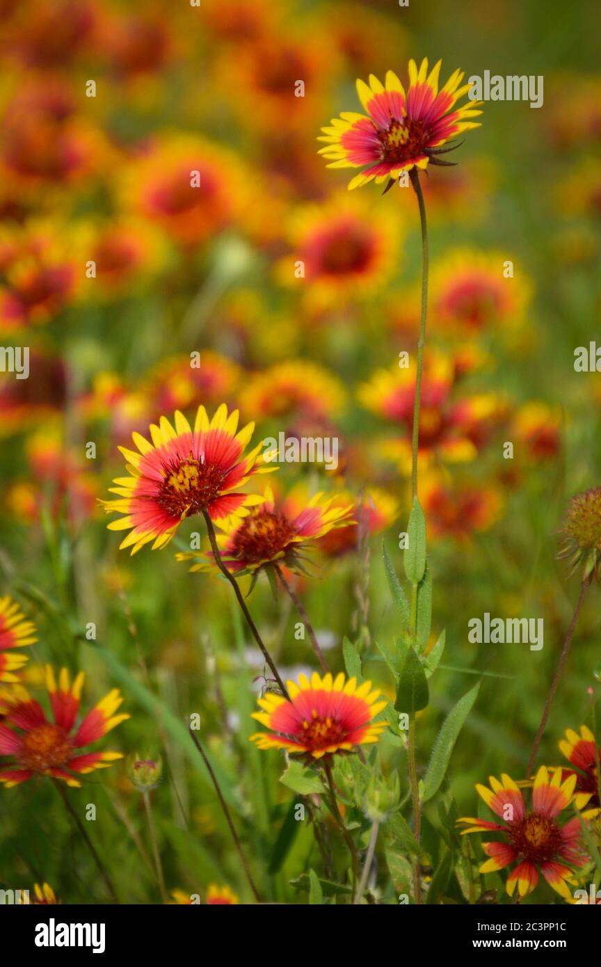 Fire wheel flower, (gaillardia pulchella) also known as Indian ...