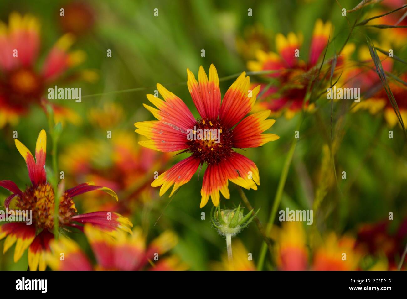 Fire wheel flower, (gaillardia pulchella) also known as Indian ...